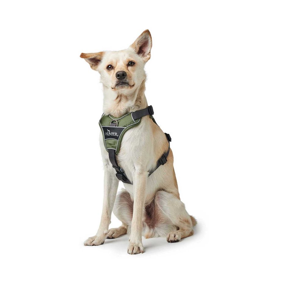 Buy Hunter Divo Harness Green for your dog Tinybuddy